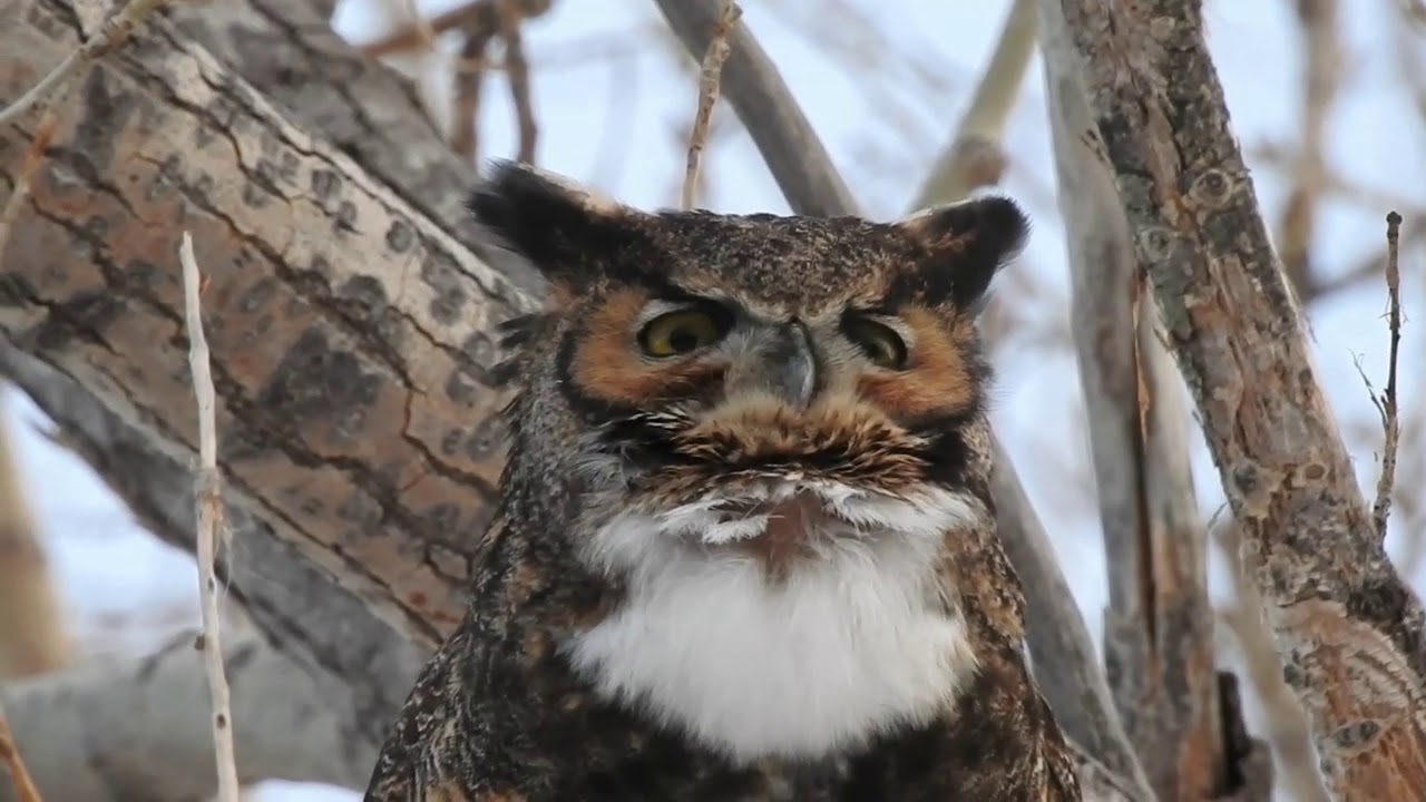 Hooting Great Horned Owl Youtube