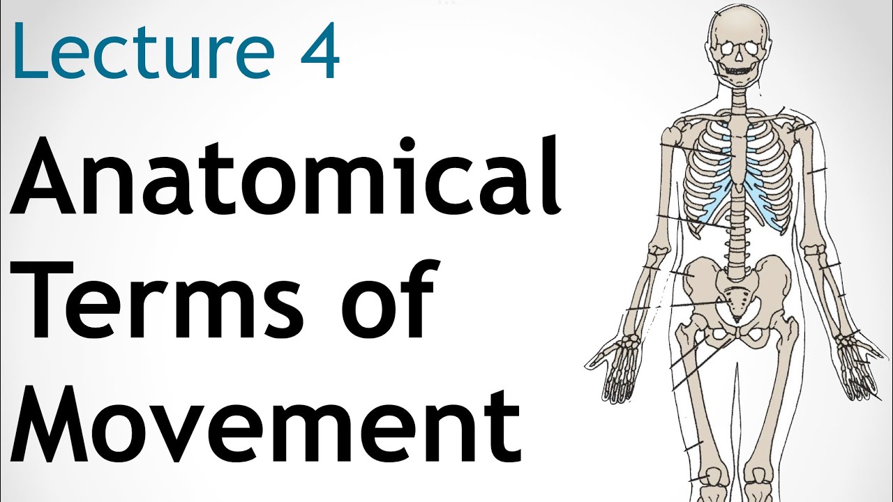 Lecture 4 Anatomical Terms Of Movement P2 Youtube
