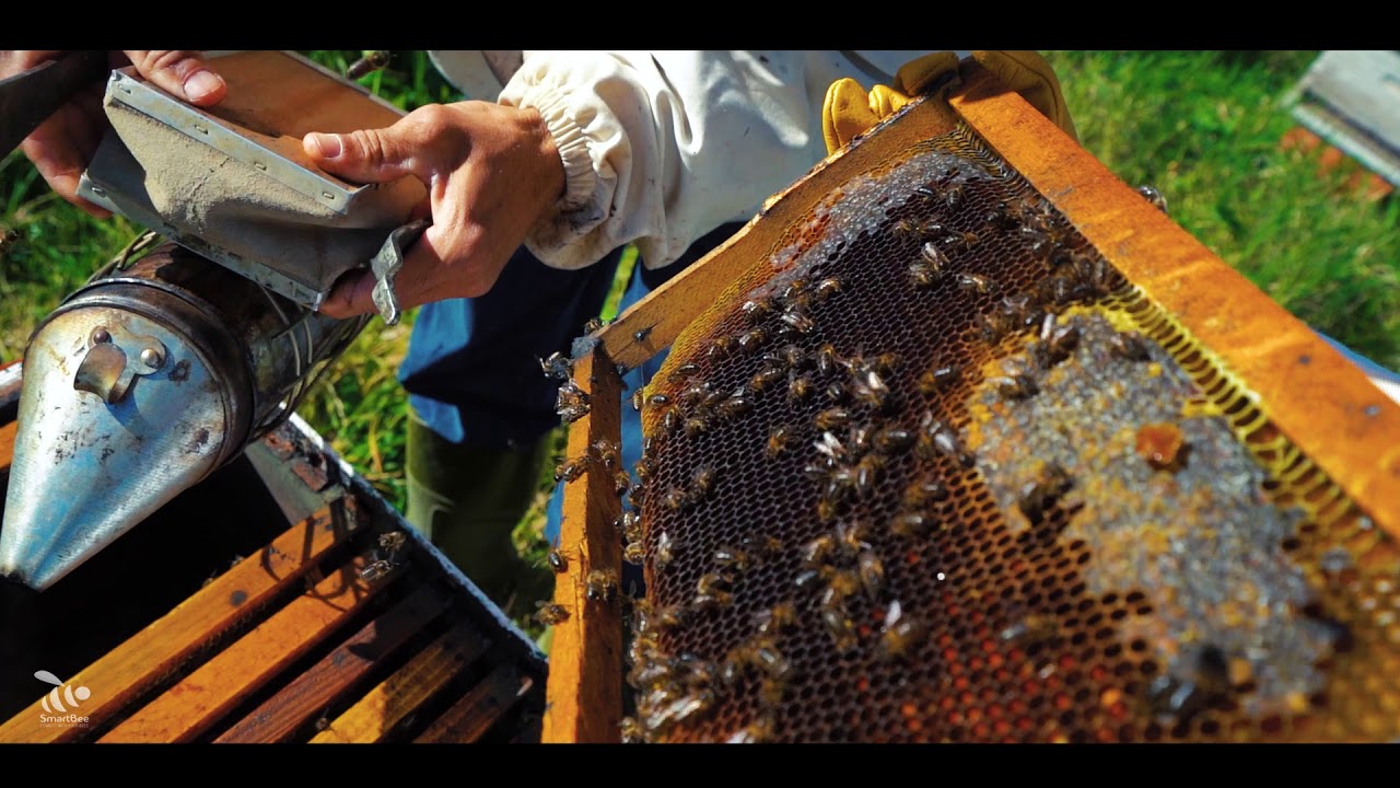 Smartbee A Beehive S Tracking Monitoring Technology Youtube