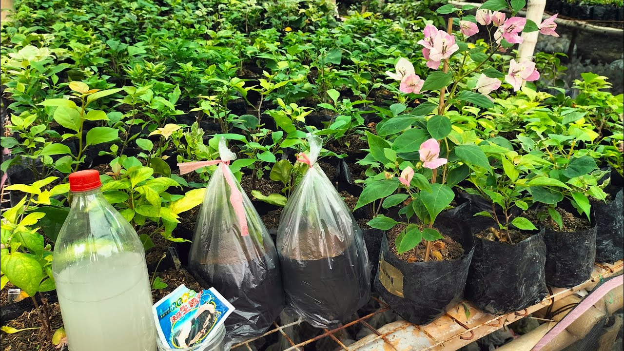 How To Propagate Bougainvillea Cuttings Or Stem Youtube