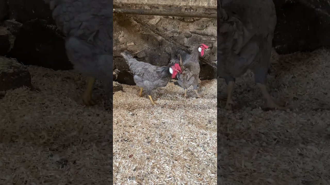 Raising Blue Leghorns The Ultimate Guide For Beginners 2024 Answer