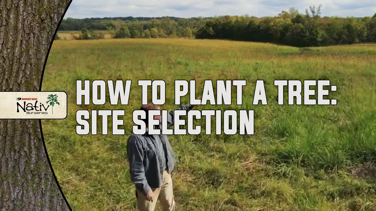 How To Plant A Tree Site Selection Youtube