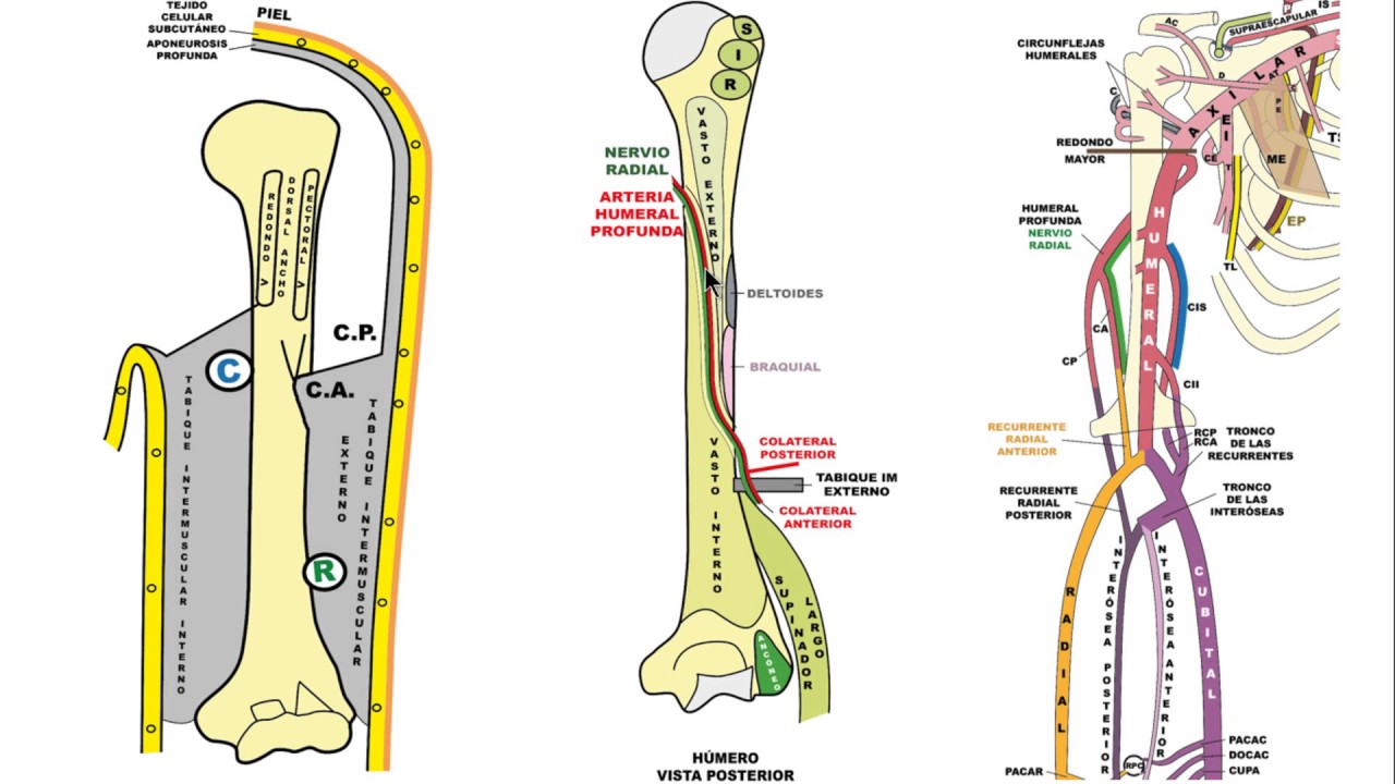 Anatomía Del Nervio Radial Del Codo