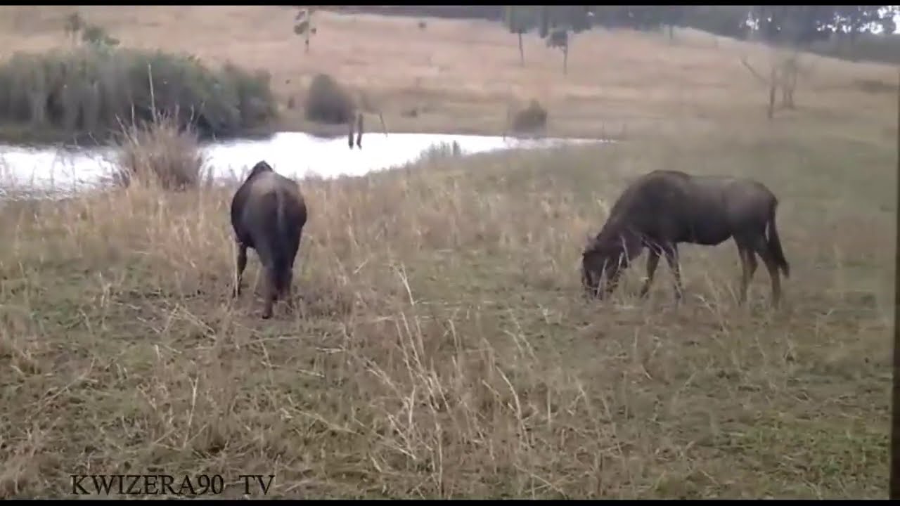 Animals2 Youtube