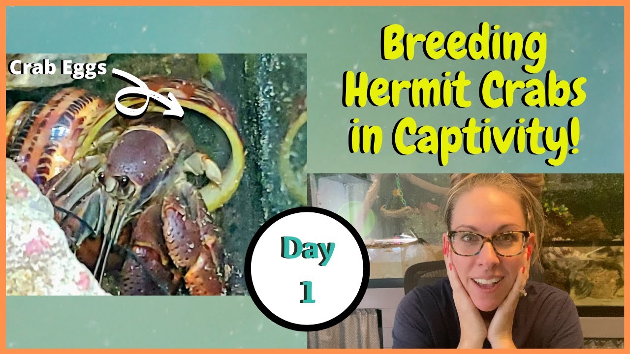 Captive Breeding Hermit Crabs Day One By Crab Central Station