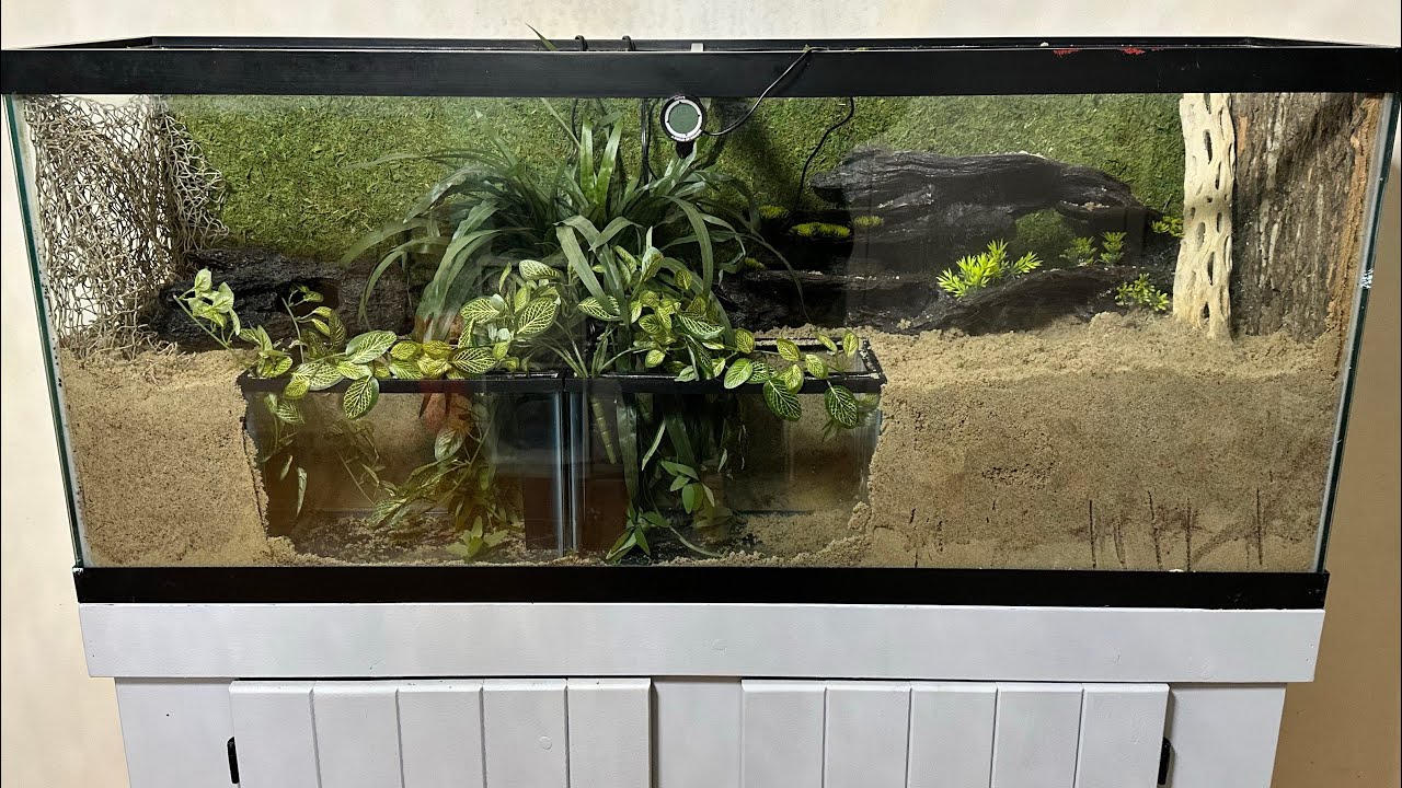 New Hermit Crab Proper Setup Youtube