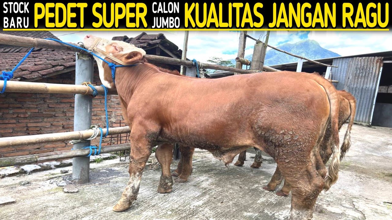 Stock Terbaru Pedet Super Calon Monster Kualitas Jangan Ragu Riza