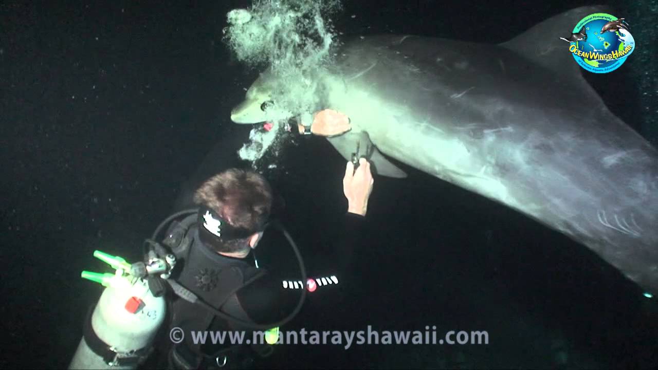 Dolphin Rescue