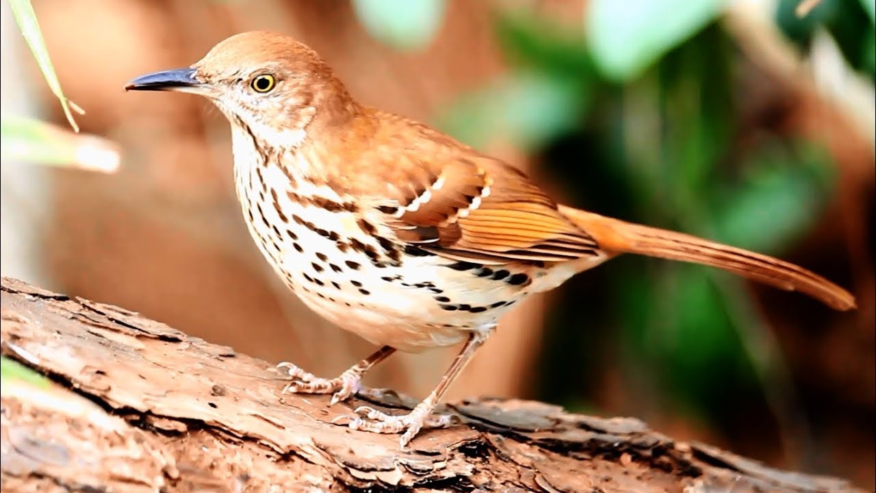 Brown Thrasher Song Youtube