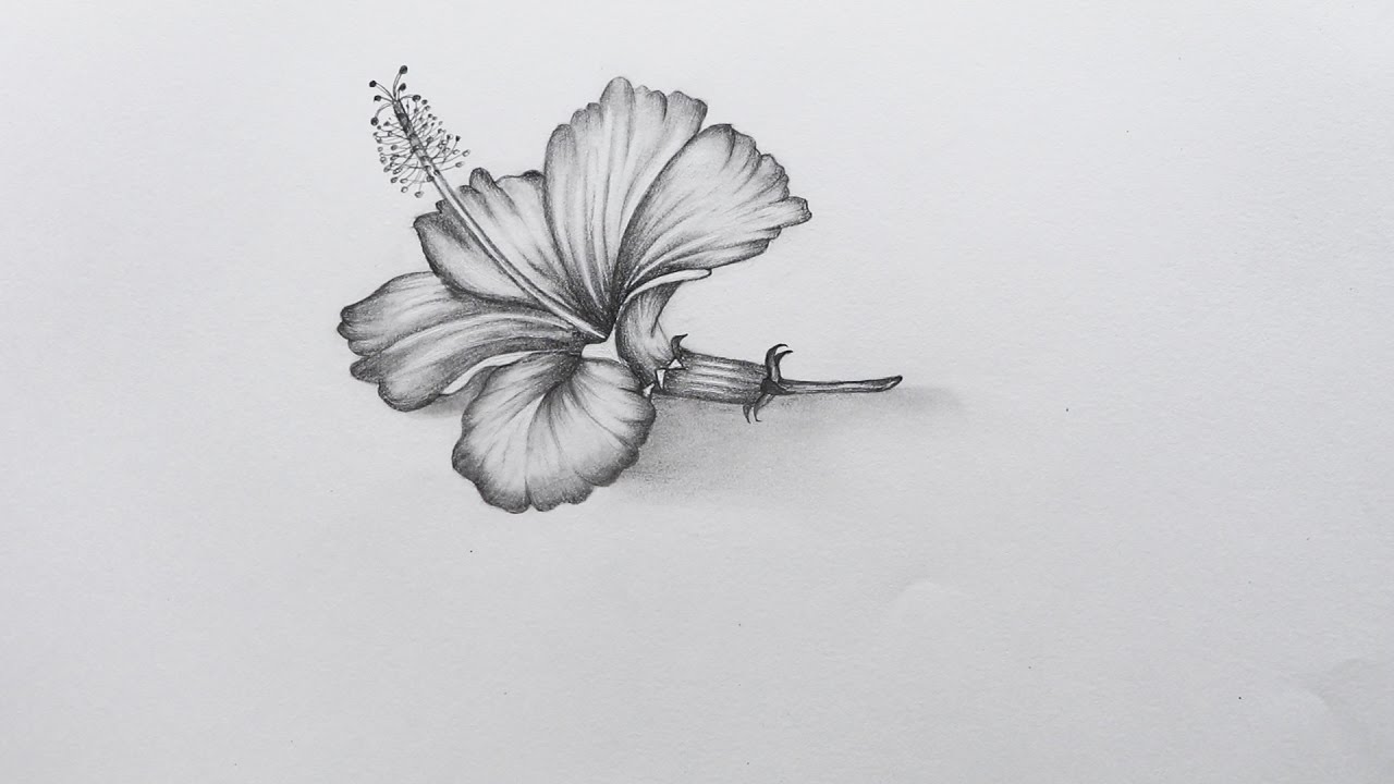 How To Sketch Hibiscus Flower Youtube