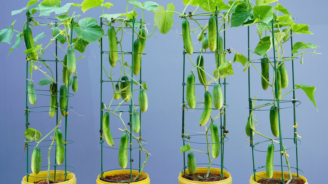 How To Grow Cucumbers At Home Easy For Beginners Youtube