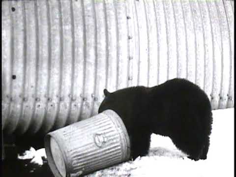 Bear Looking For Food At Crater Lake Oregon 1966 Youtube