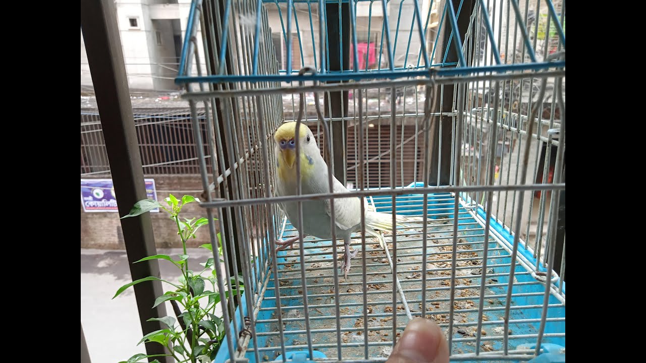 My Beautiful Birds Setup Youtube