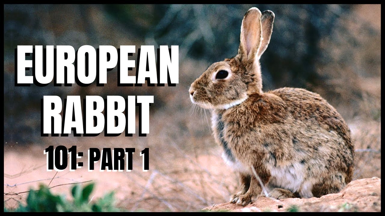 European Rabbit 101 Part 1 Youtube