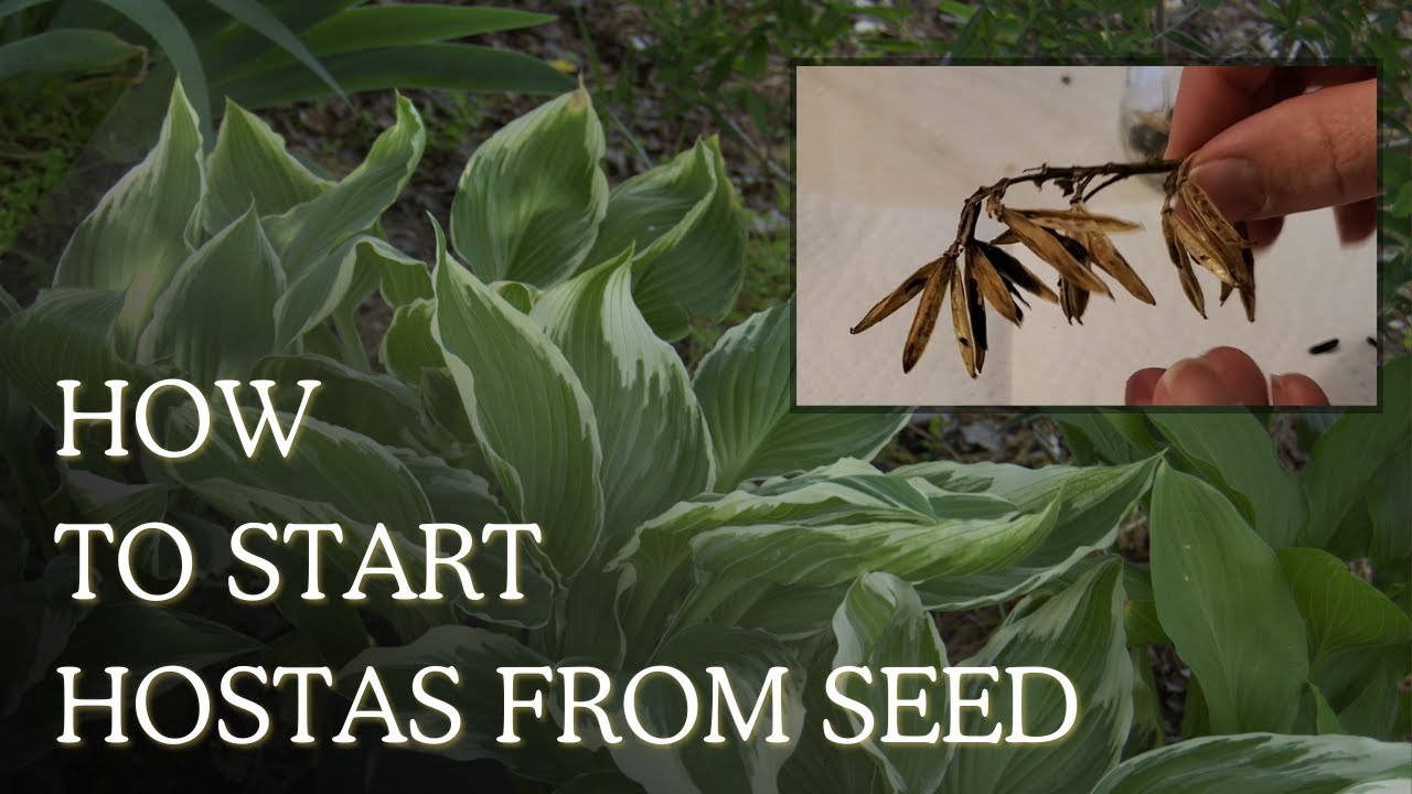 How To Grow Hostas From Seed From Seeds To Germination Youtube