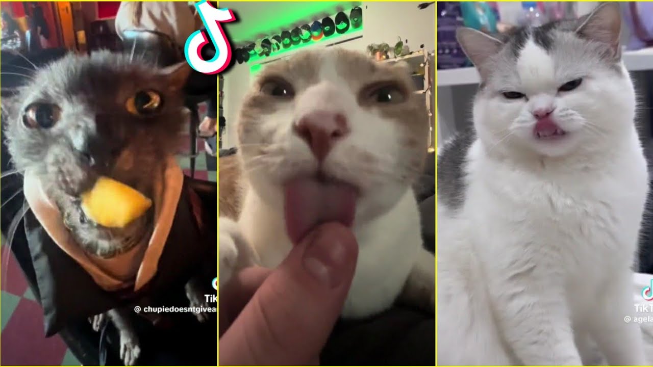 Funny Cats Tiktok Compilation 2024 4 Youtube