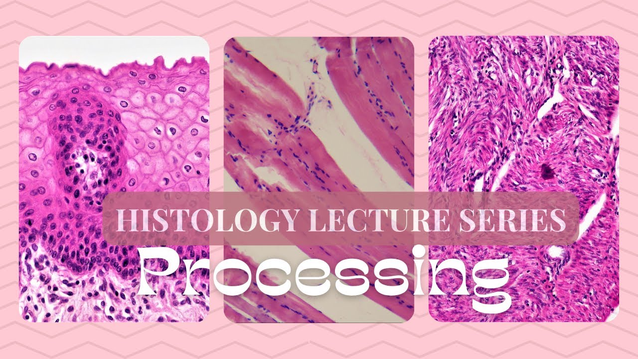 Processing Histology Lecture Series Youtube