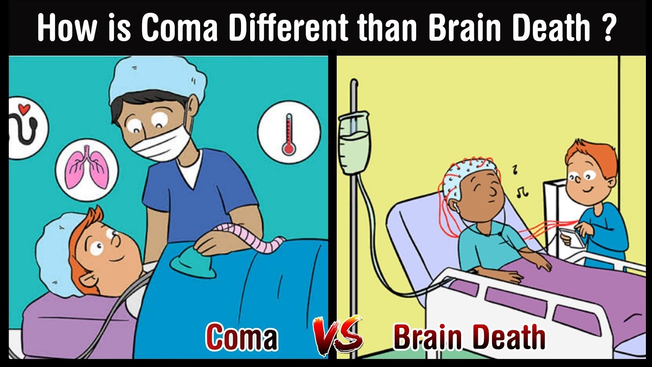 Coma Vs Brain Death How Is Coma Different Than Brain Death In