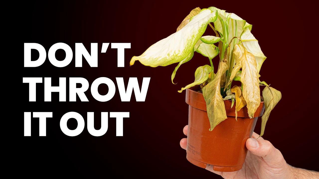 How To Rescue A Dead Plant Youtube