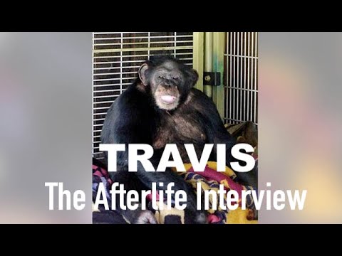 The Afterlife Interview With Travis The Chimpanzee Youtube