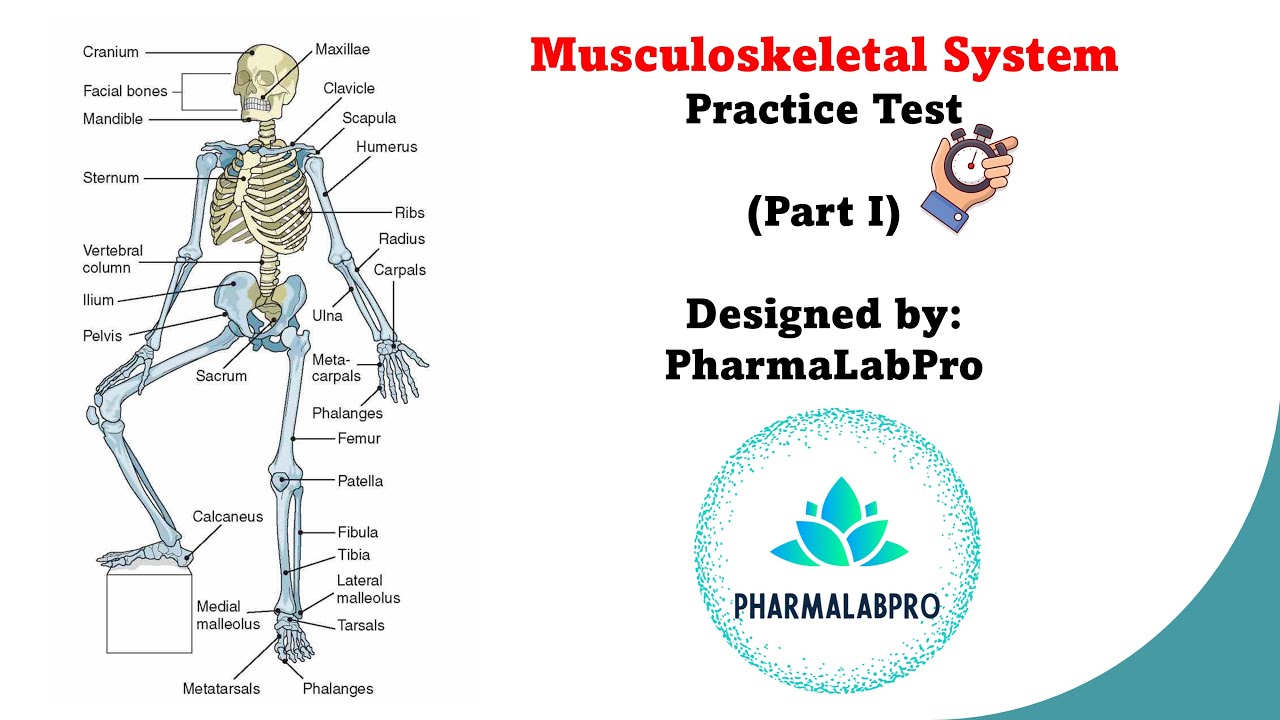Musculoskeletal System Quiz Anatomy Physiology Review Part 1