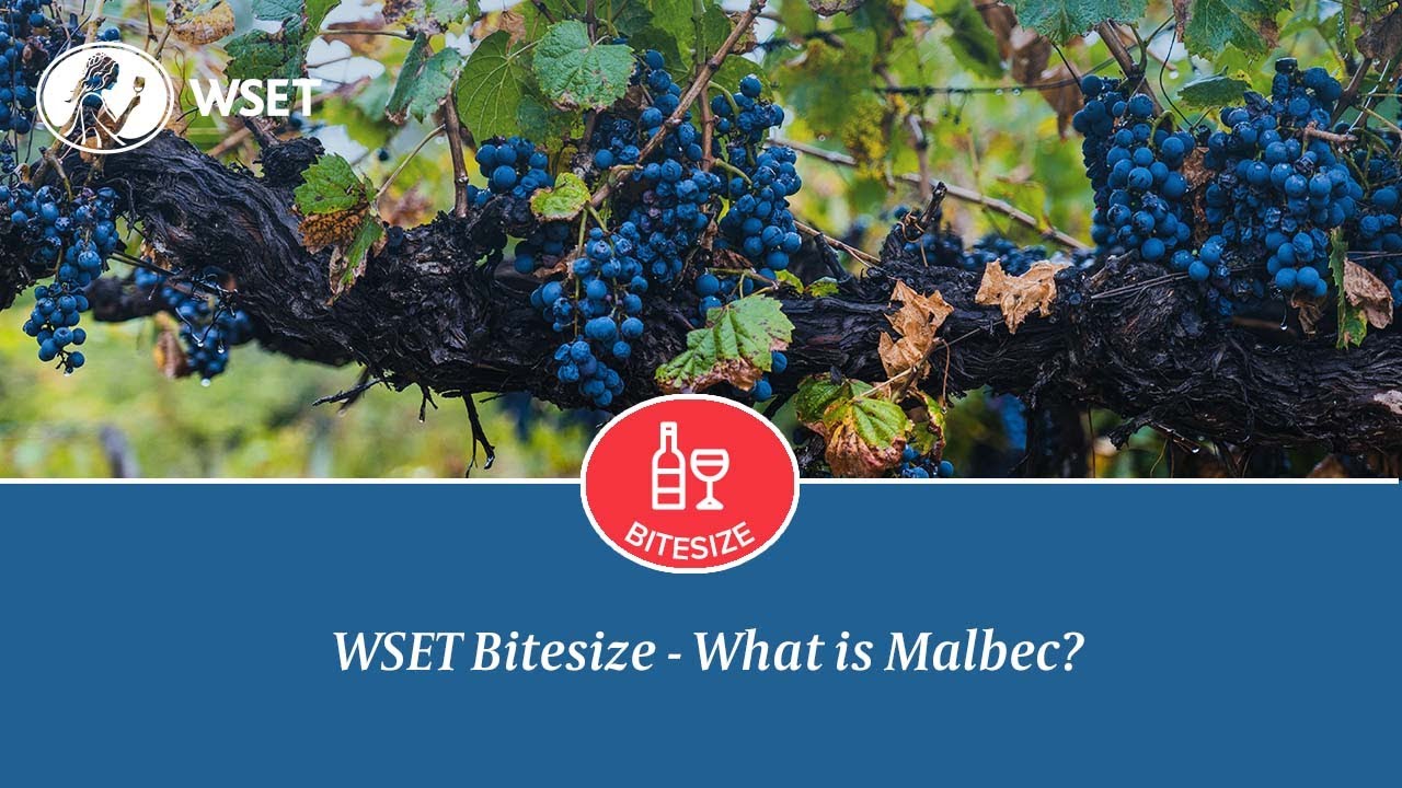 Wset Bitesize What Is Malbec Youtube
