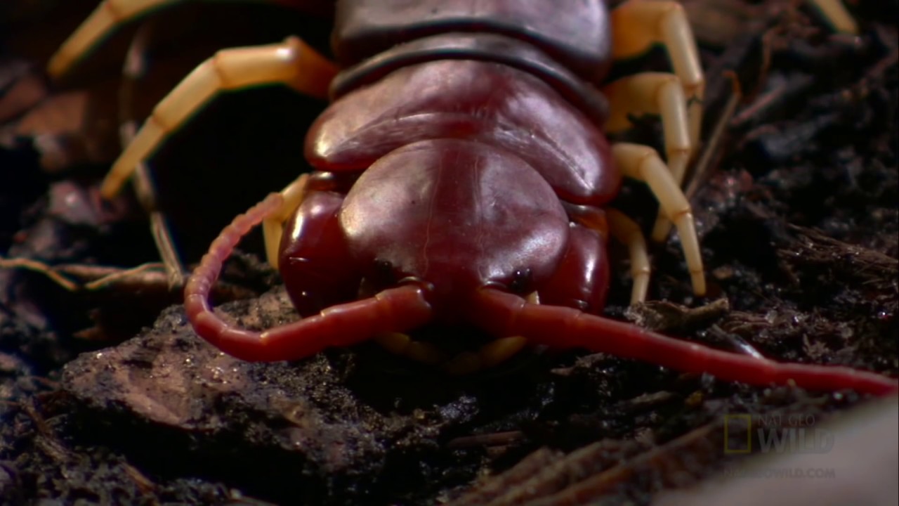 Killer Centipede World S Deadliest Youtube