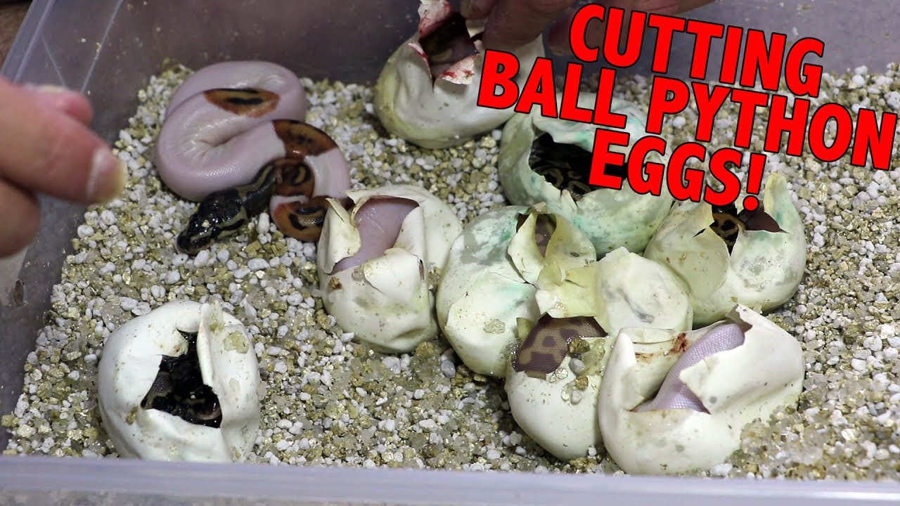 Cutting Ball Python Eggs Leopard Banana Pied Dāv Kaufman Vlogs