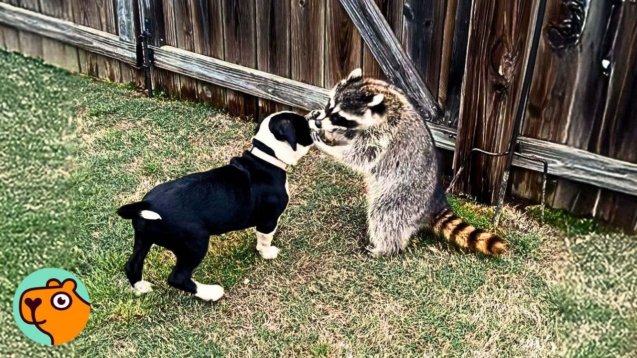 Raccoon Climbs On A Pit Bull The Dog Just Doesn T Care Cuddle