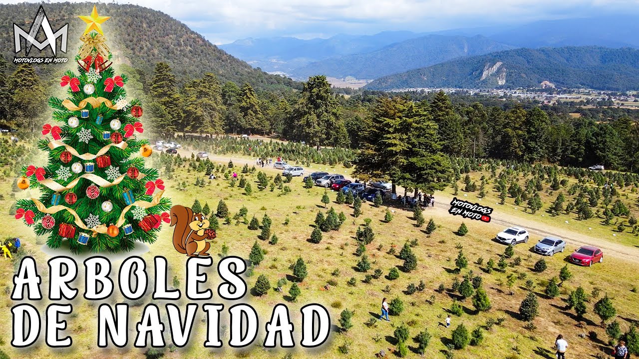 Arboles De Navidad Cascanueces Bosque De Arboles Amecameca Qué