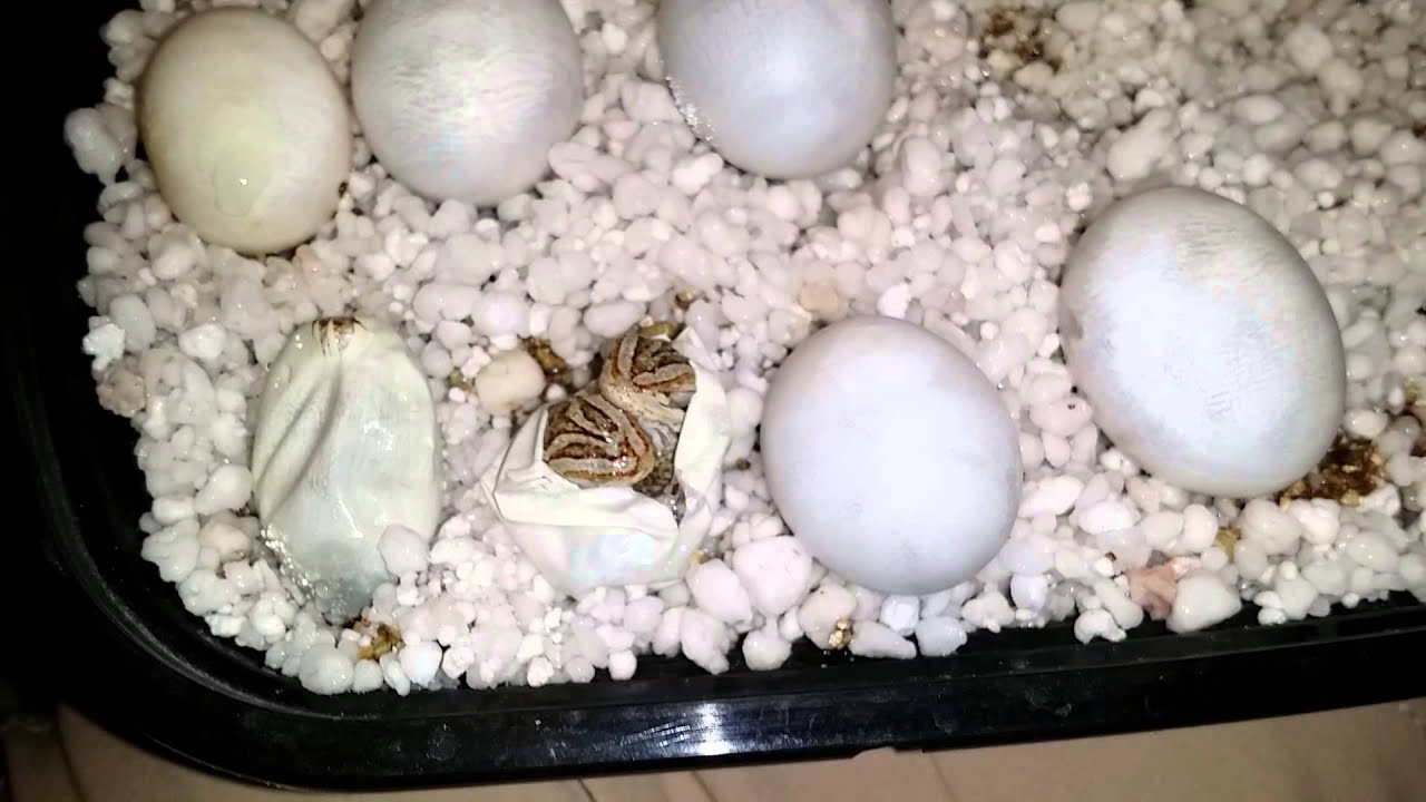 More Twins Hatching Youtube