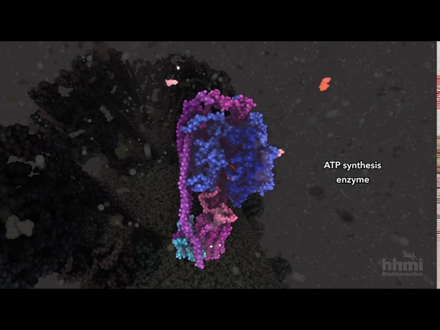 Animacao Atp Sintase Harvard Atp Synthesis Hhmi Biointeractive Video