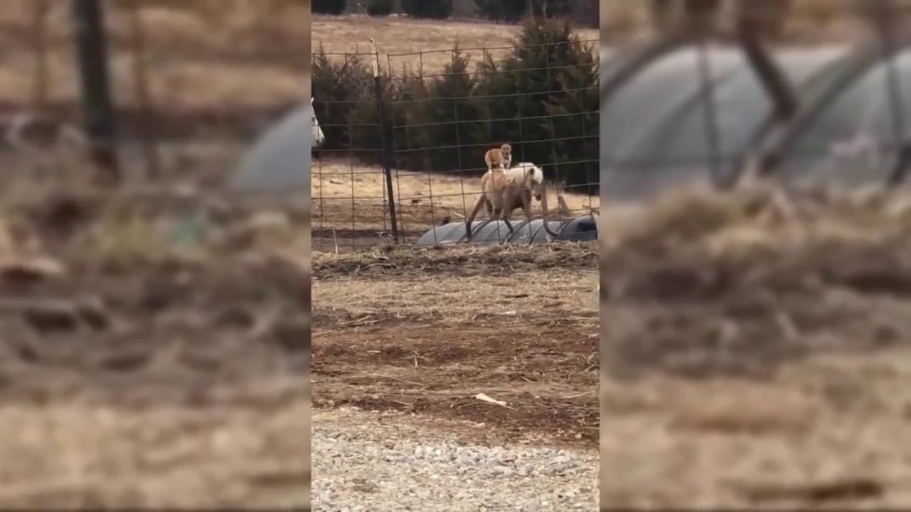 Corgi Riding Pony Part 2 Corgi Hops On Pony And Goes For A Ride Youtube