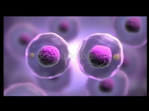 Mitose Animação Enem Youtube