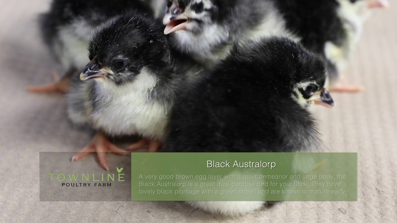 Black Australorp Baby Chicks Youtube