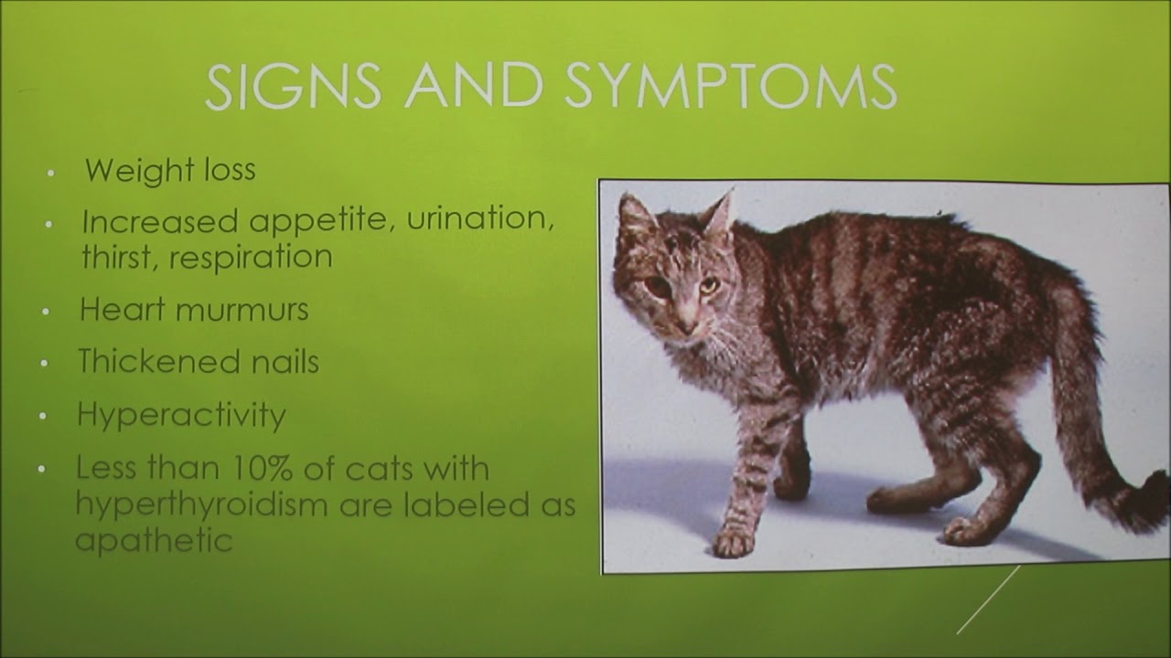 Symptoms Of Hyperthyroidism In Cats Ppgbbe Intranet Biologia Ufrj Br