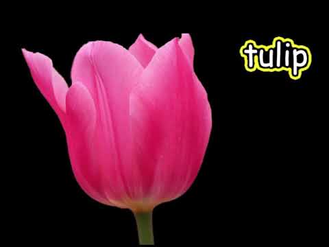 Flower Cvi Video From Keynote Youtube