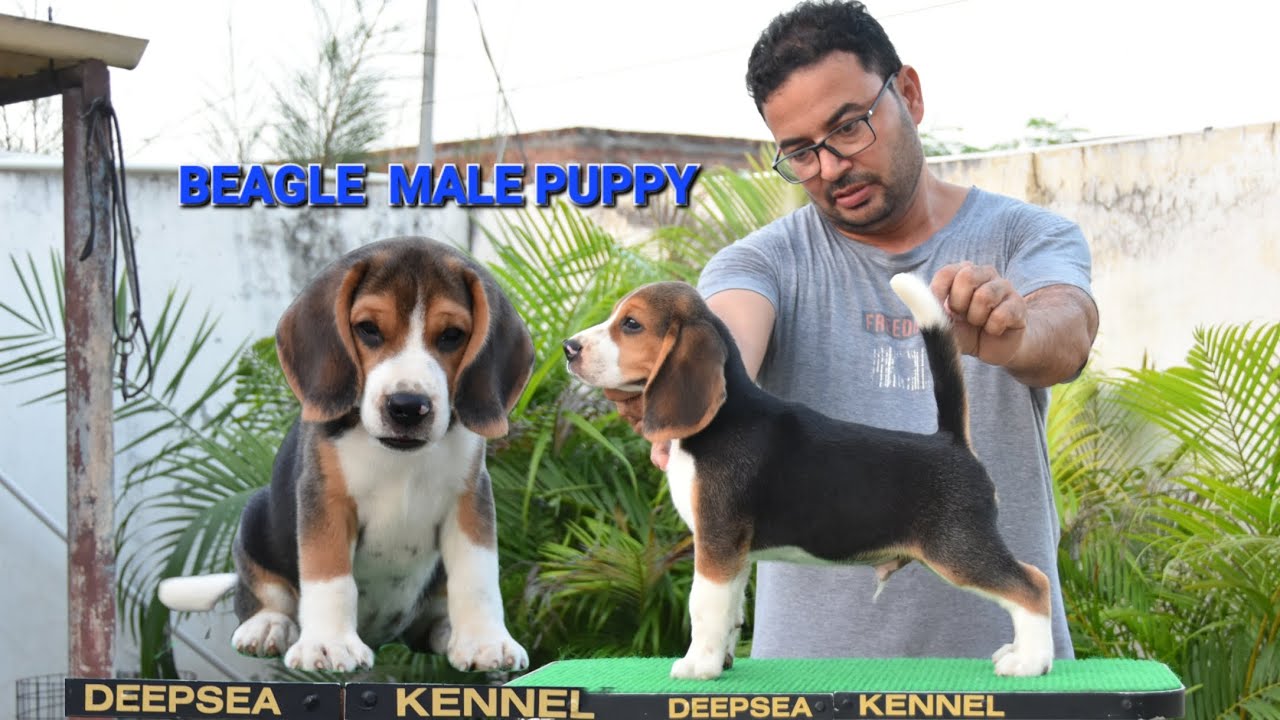 Beagle Puppy 70 Days Youtube