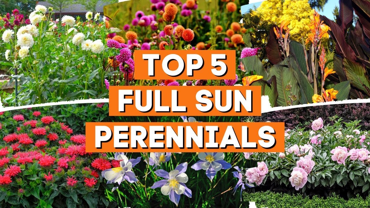 Landscaping Sun Perennial