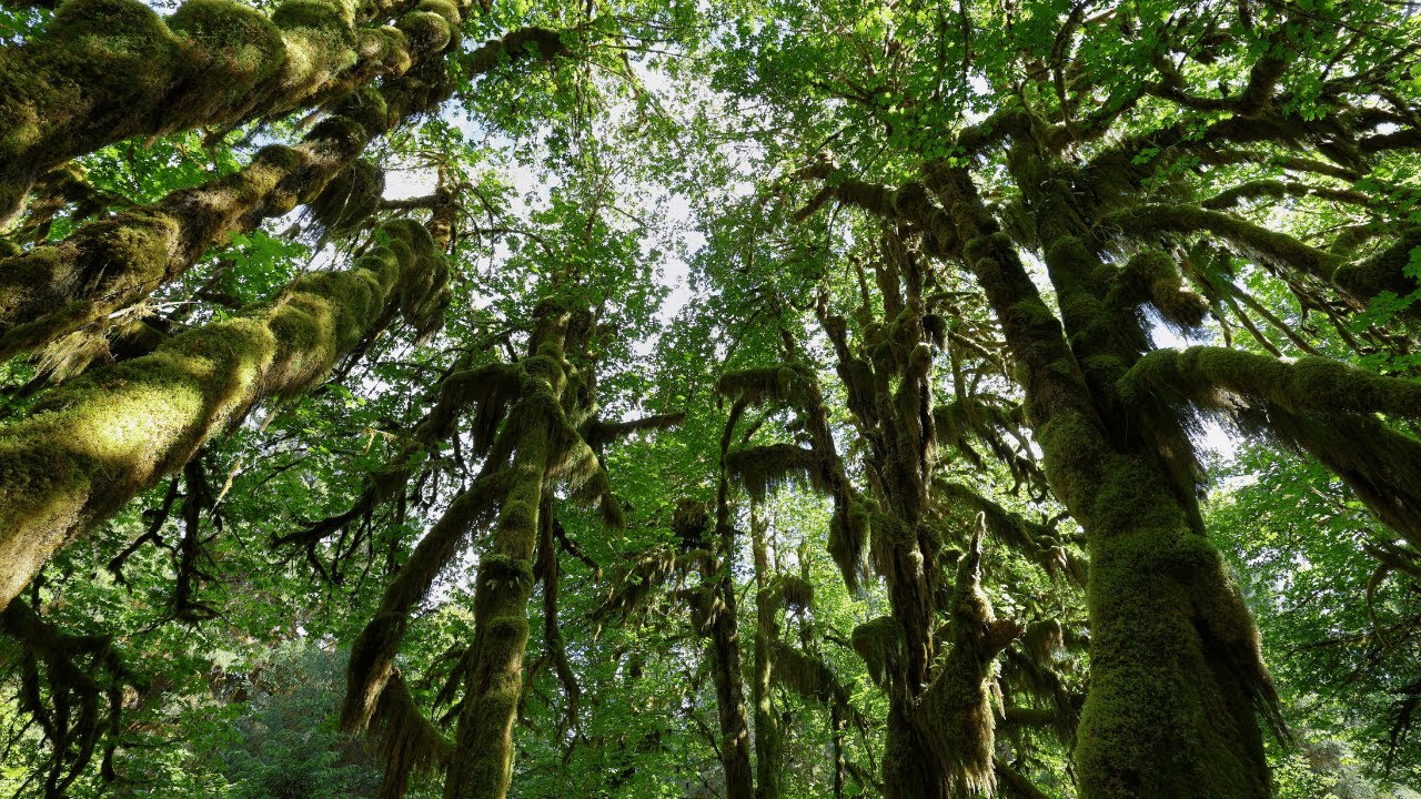 Fall Into Instant Sleep With Heavy Rain Thunder Within 3 Minutes