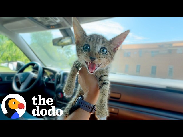We Got A Very Cute Update To This Viral Story The Dodo Videos For Kids