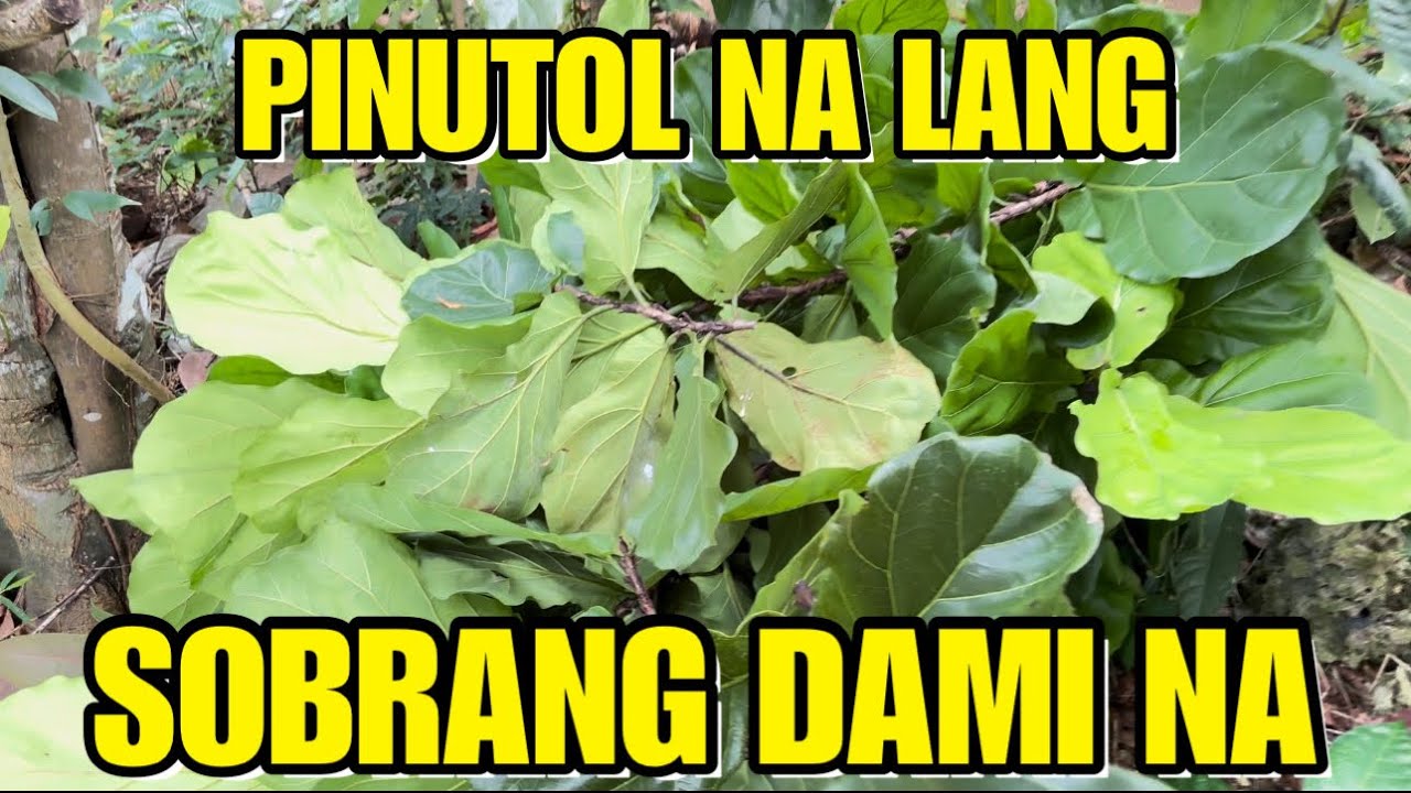 Pruning Time Youtube