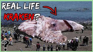 Real Life Kraken