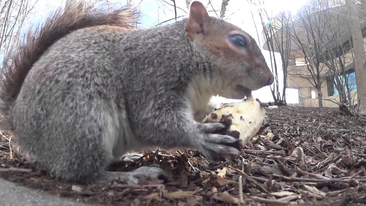 Squirrel Youtube