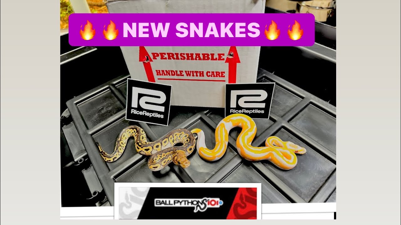 New Ball Python By Rice Reptiles And Ballpythons101 Snake Collection