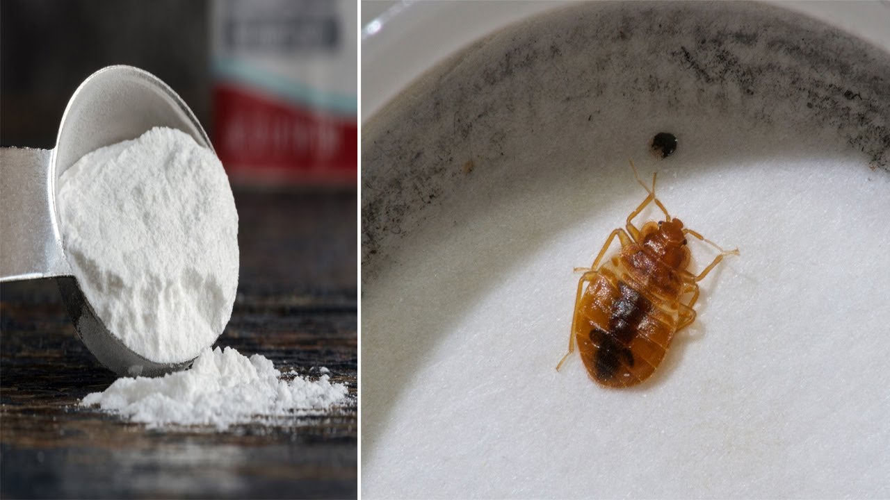 Bed Bug Baking Soda Treatment At Wilbur Pritt Blog