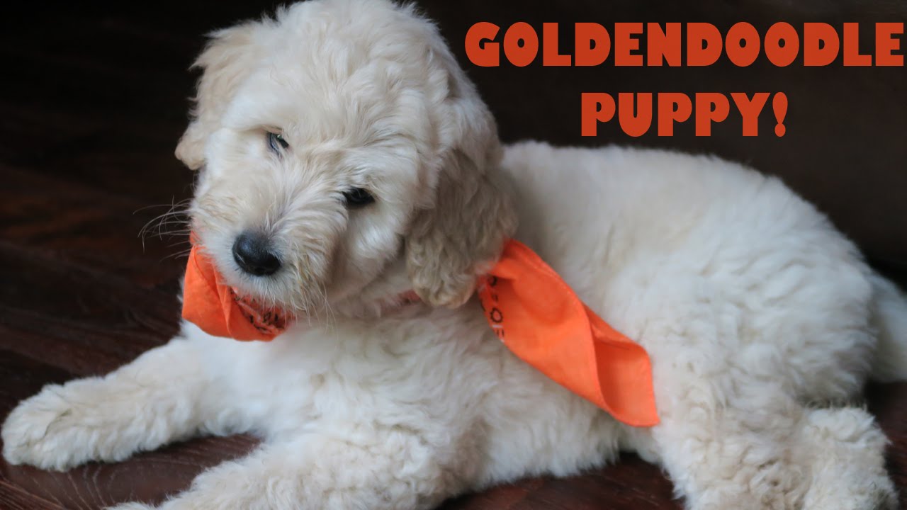 New Goldendoodle Puppy Youtube