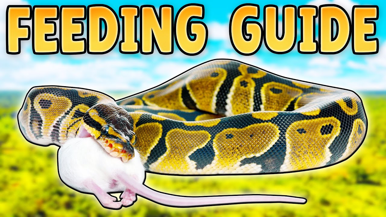 Ball Python Feeding Guide Youtube
