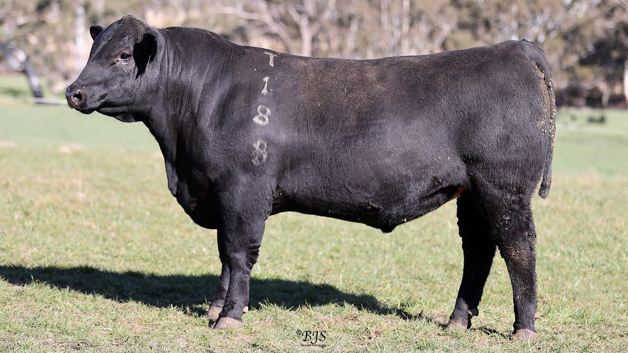 Lot 26 Bbb22t188 Circle8 2023 Youtube