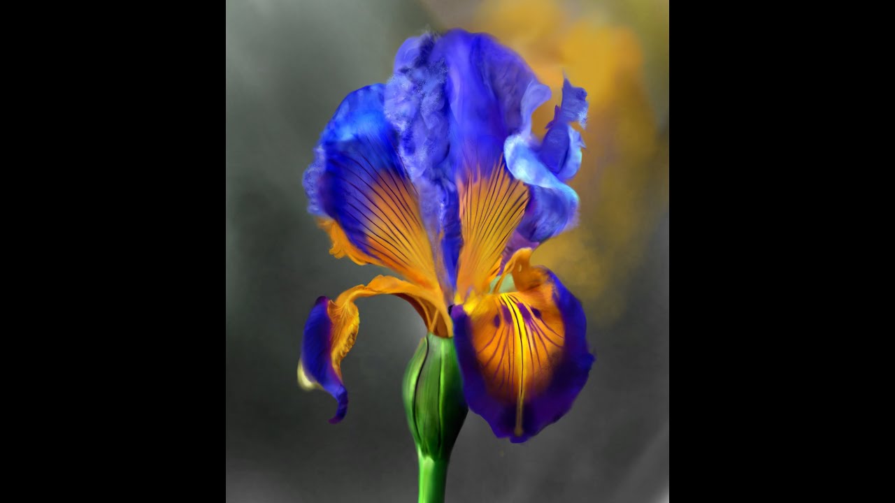 ирис Iris Ibispaint Drawing Process Youtube